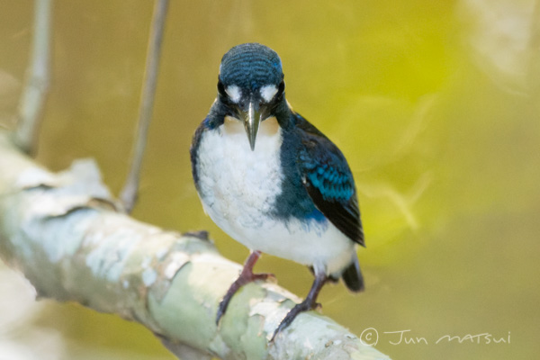 ヒメミツユビカワセミ | chiemomo