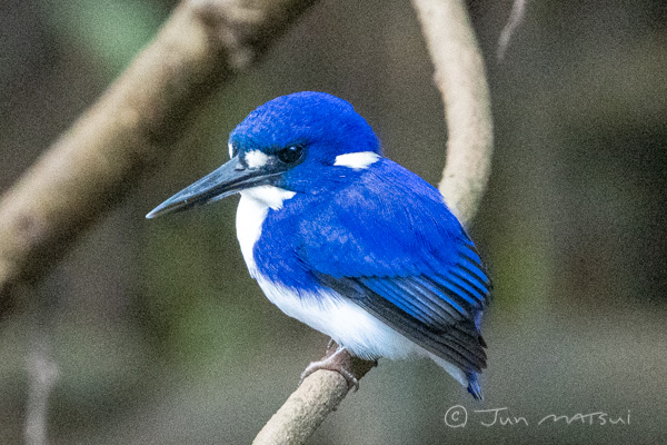 ヒメミツユビカワセミ | chiemomo