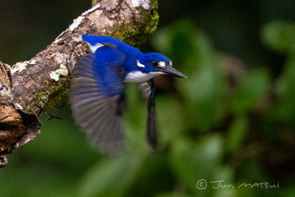 ヒメミツユビカワセミ | chiemomo