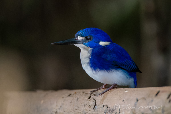 ヒメミツユビカワセミ | chiemomo